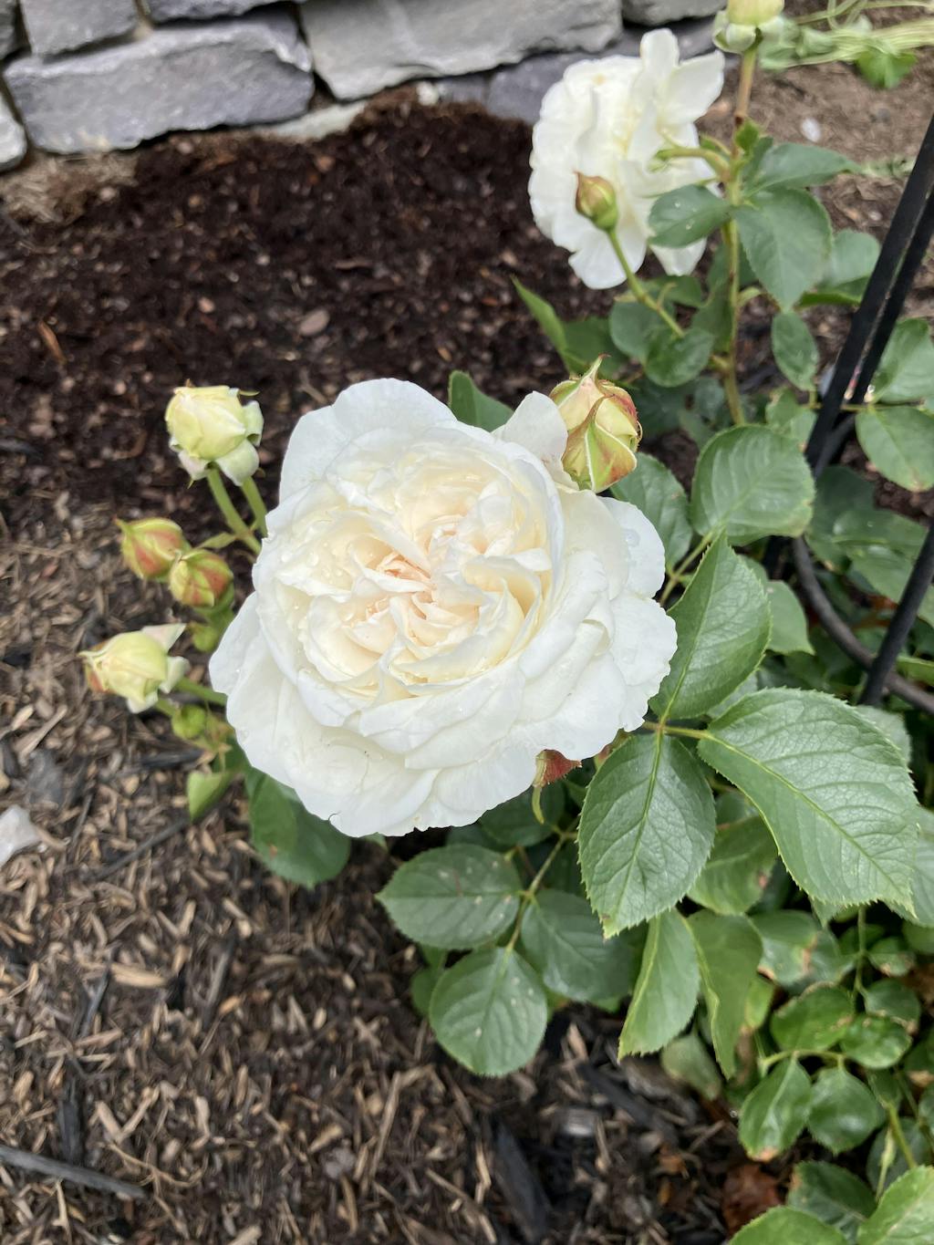 Earth Angel Rose - Floribunda - Exceptionally Fragrant – Heirloom Roses