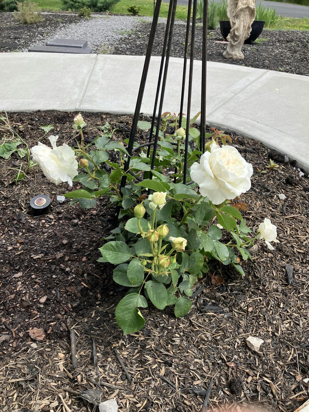 Earth Angel Rose - Floribunda - Exceptionally Fragrant – Heirloom Roses