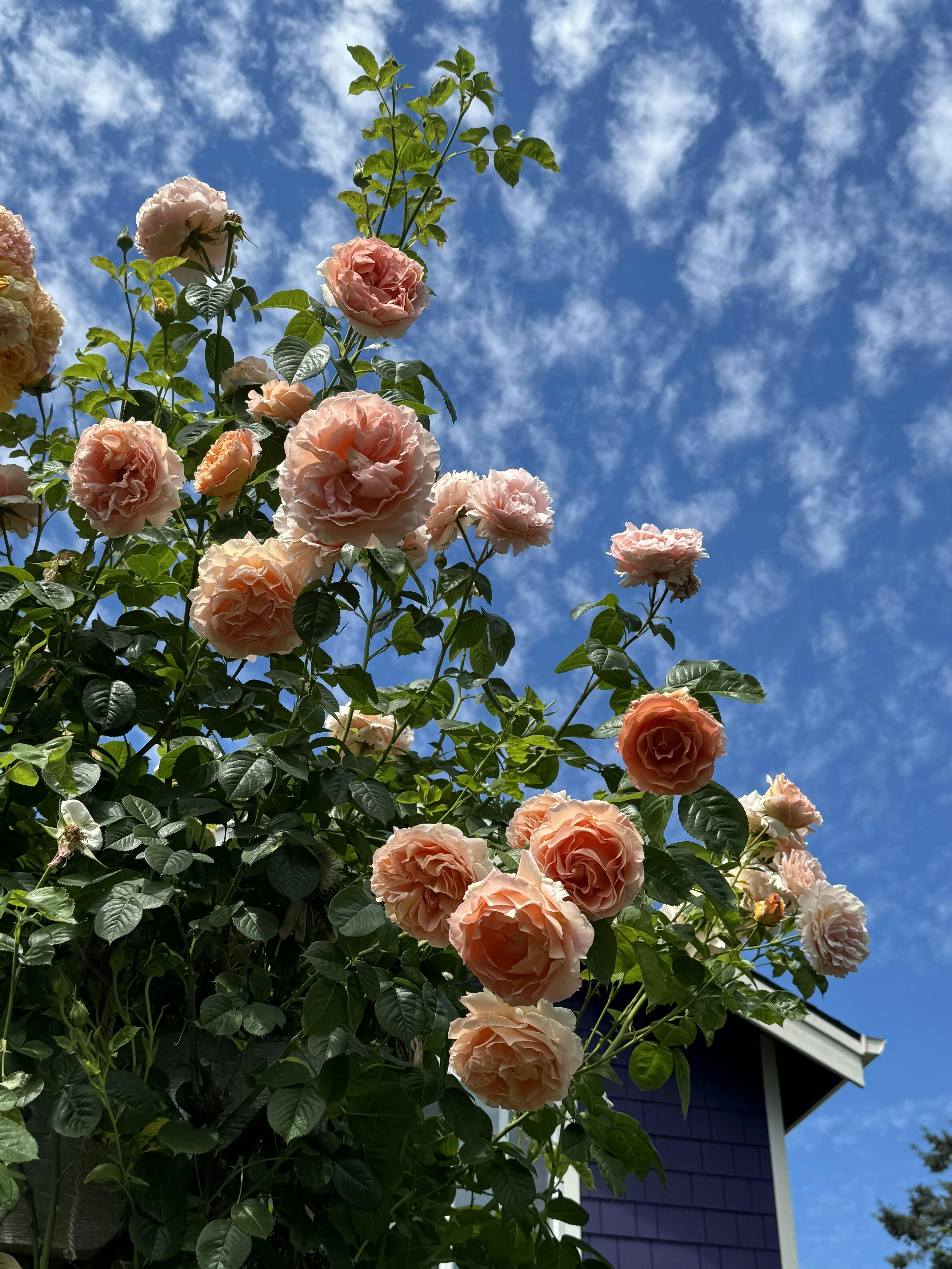 Polka Rose - Climbing Roses - Very Fragrant – Heirloom Roses