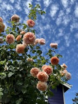 Polka Rose - Climbing Roses - Very Fragrant – Heirloom Roses