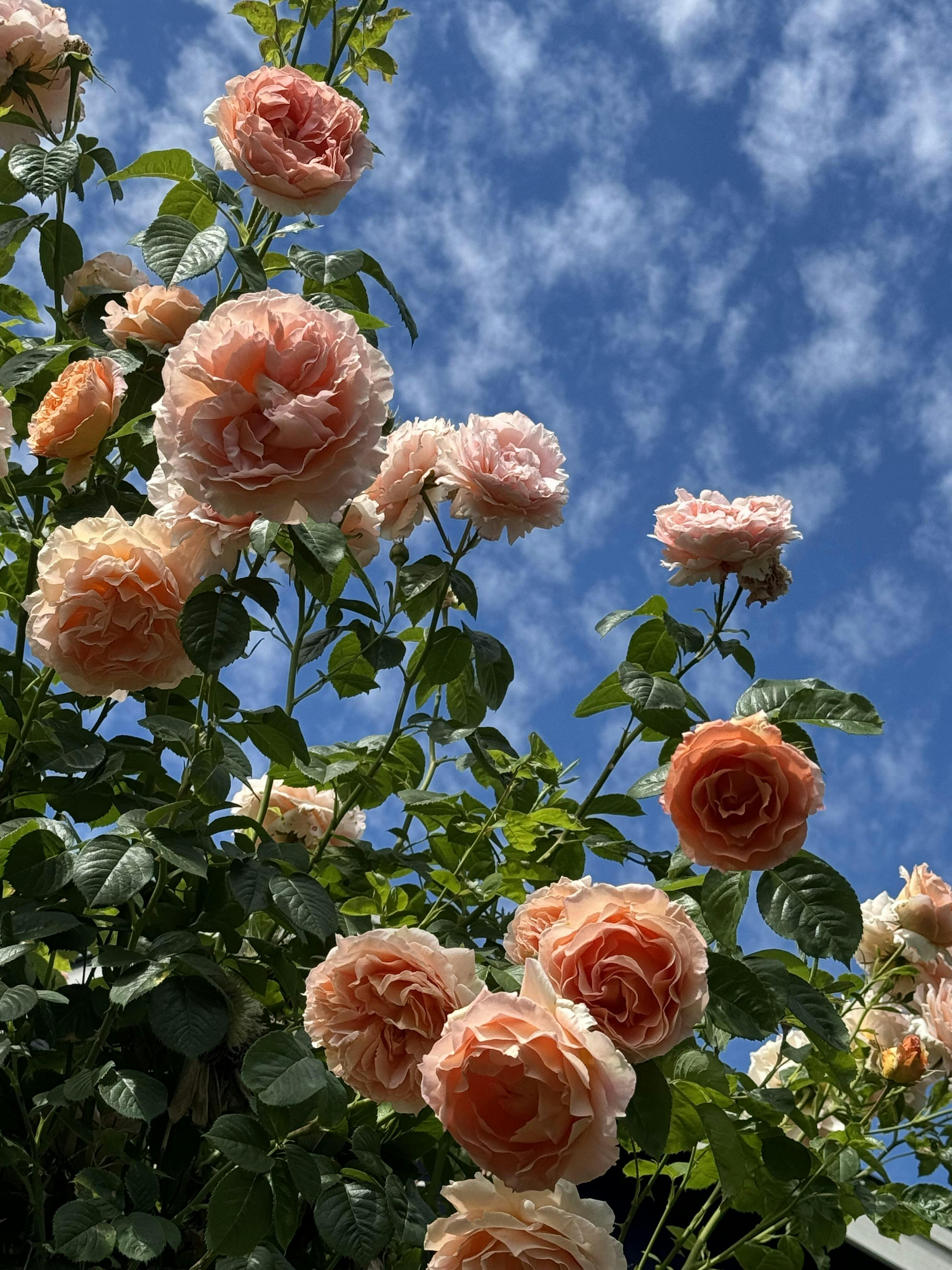Polka Rose - Climbing Roses - Very Fragrant – Heirloom Roses