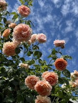 Polka Rose - Climbing Roses - Very Fragrant – Heirloom Roses