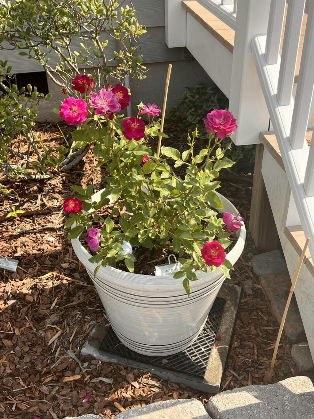 Midnight Blue Shrub Rose | Fragrant Rose Bush – Heirloom Roses