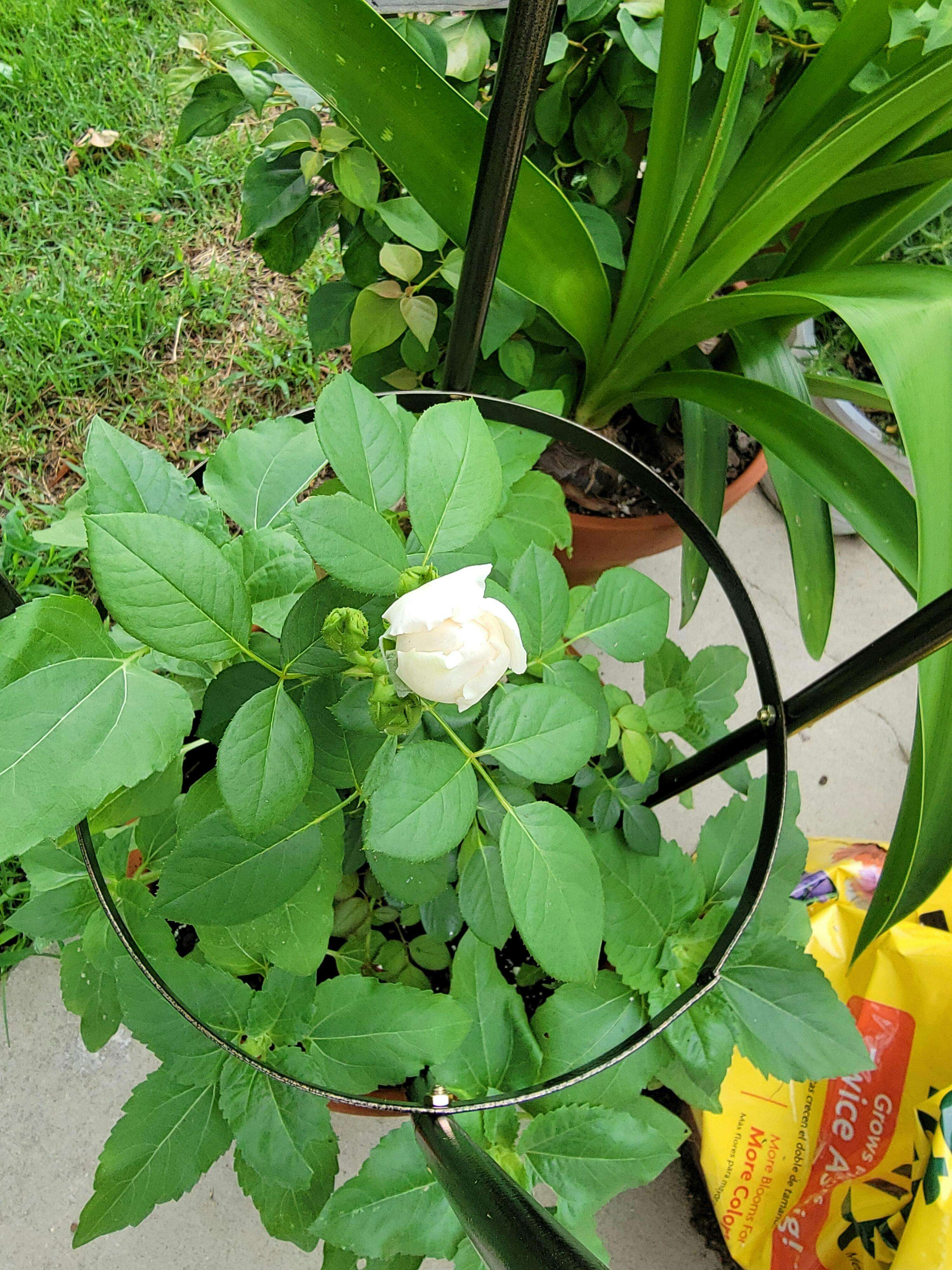 Earth Angel Rose - Floribunda - Exceptionally Fragrant – Heirloom Roses