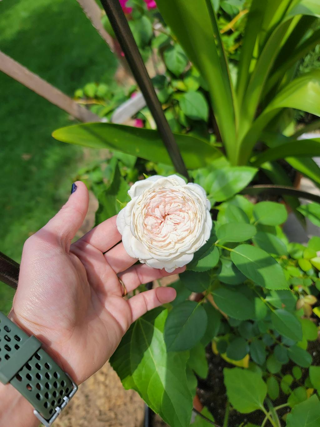 Earth Angel Rose - Floribunda - Exceptionally Fragrant – Heirloom Roses