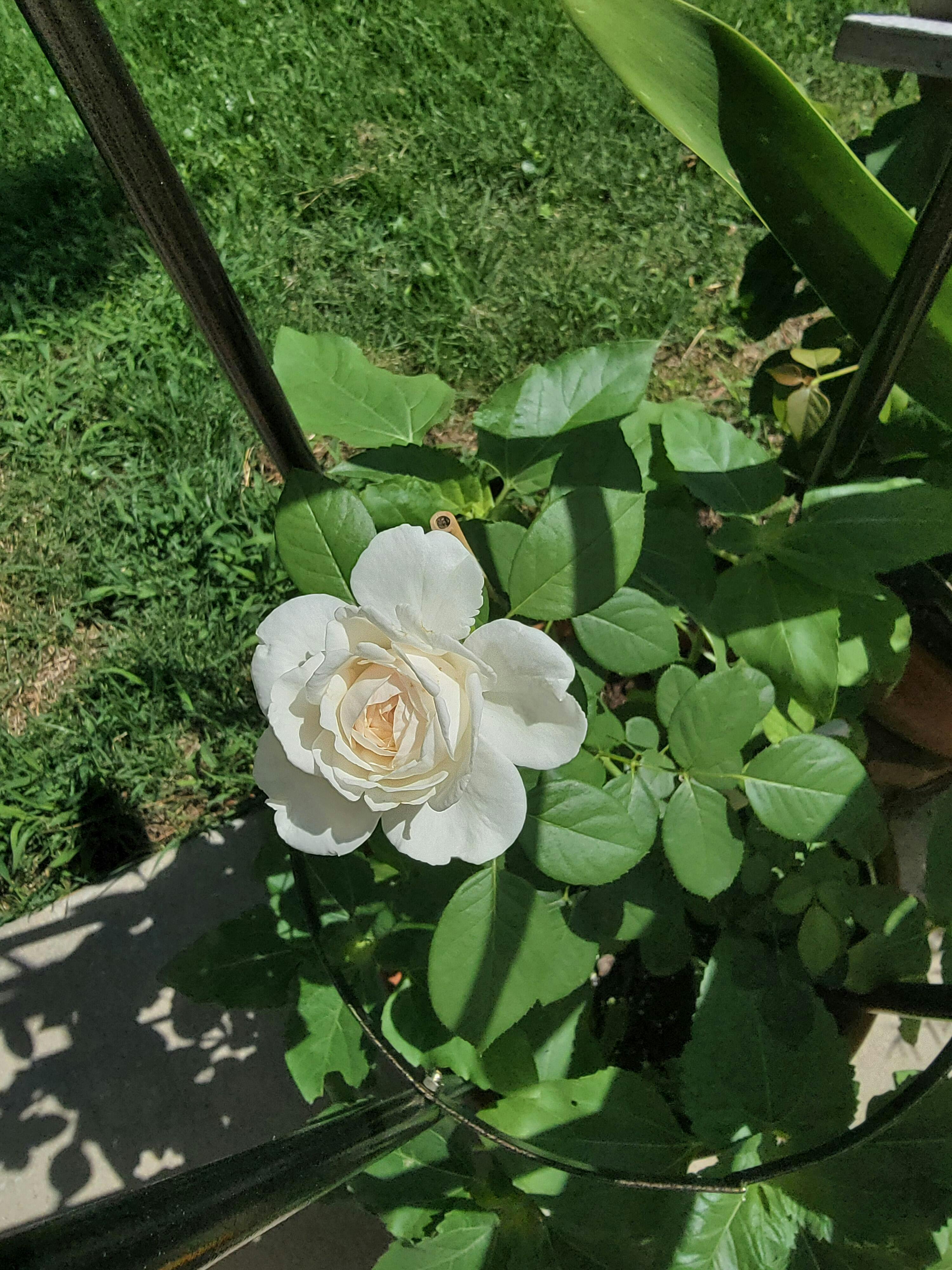 Earth Angel Rose - Floribunda - Exceptionally Fragrant – Heirloom Roses