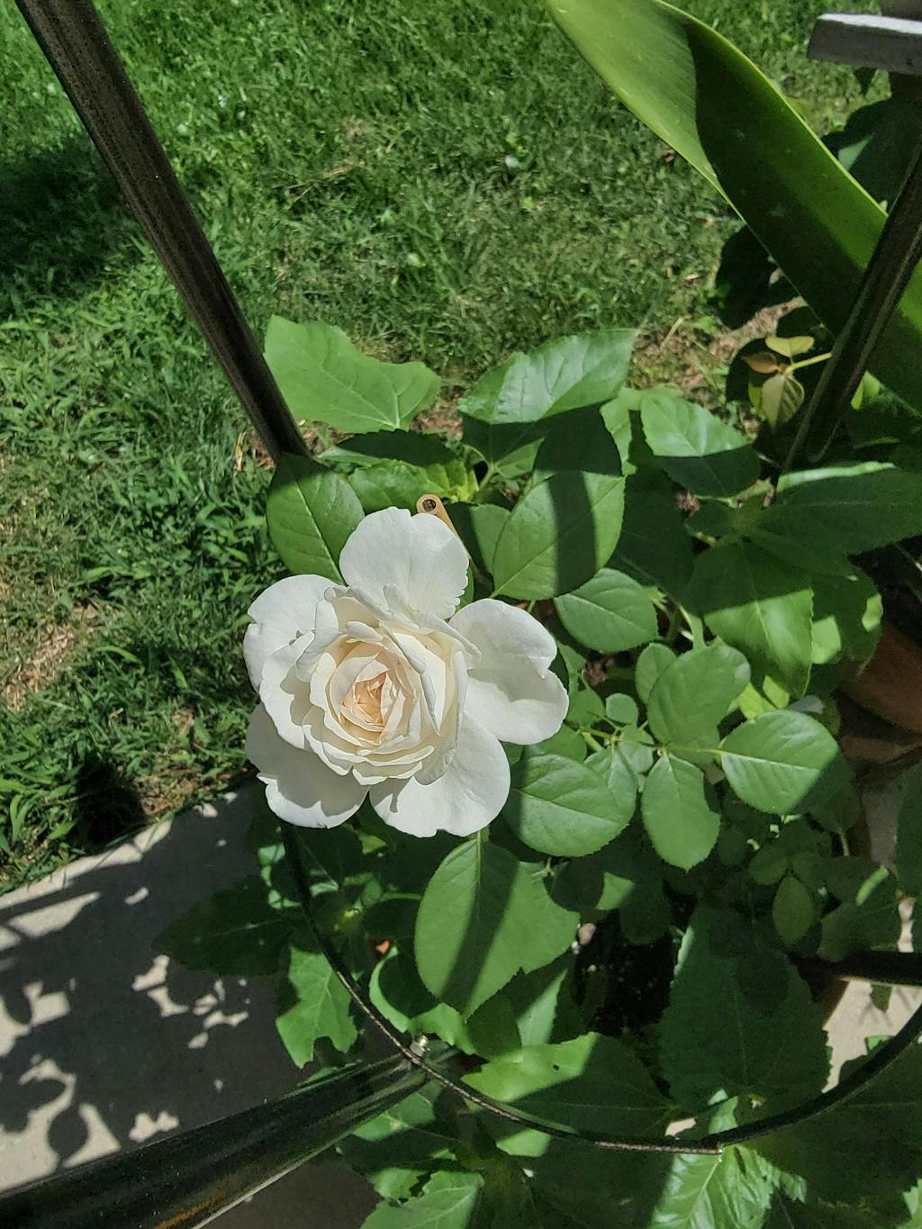 Earth Angel Rose - Floribunda - Exceptionally Fragrant – Heirloom Roses