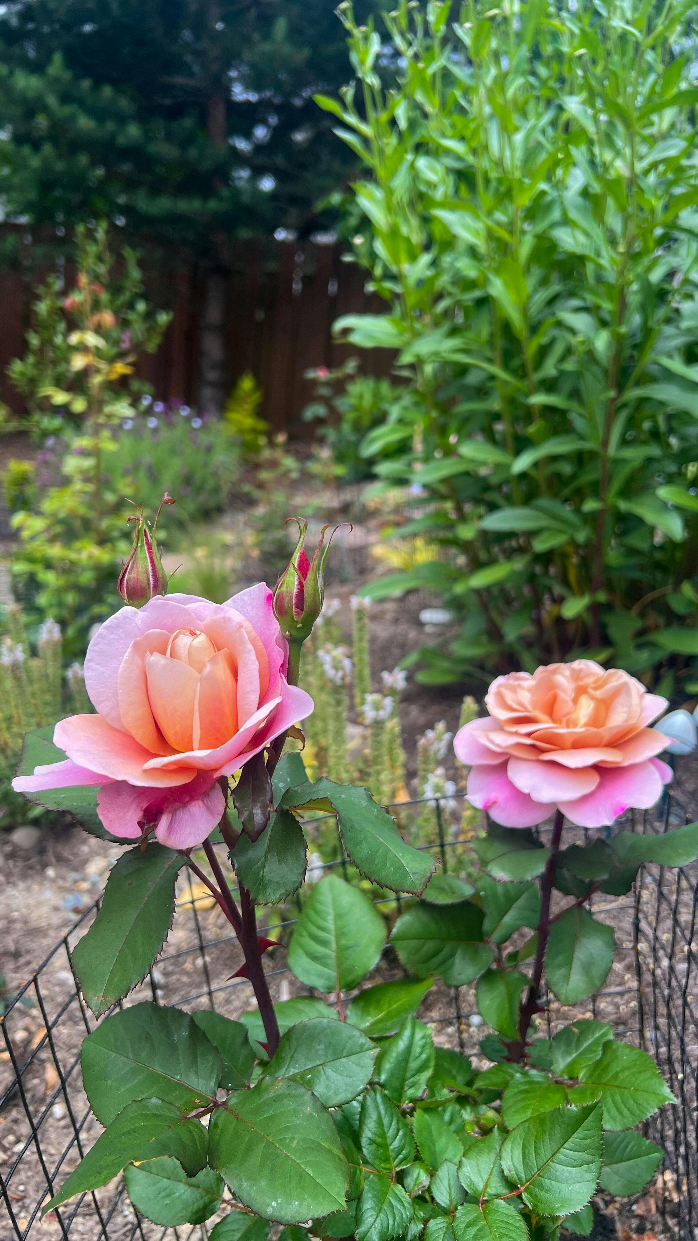 Distant Drums Rose - Hardy - Moderately Fragrant – Heirloom Roses