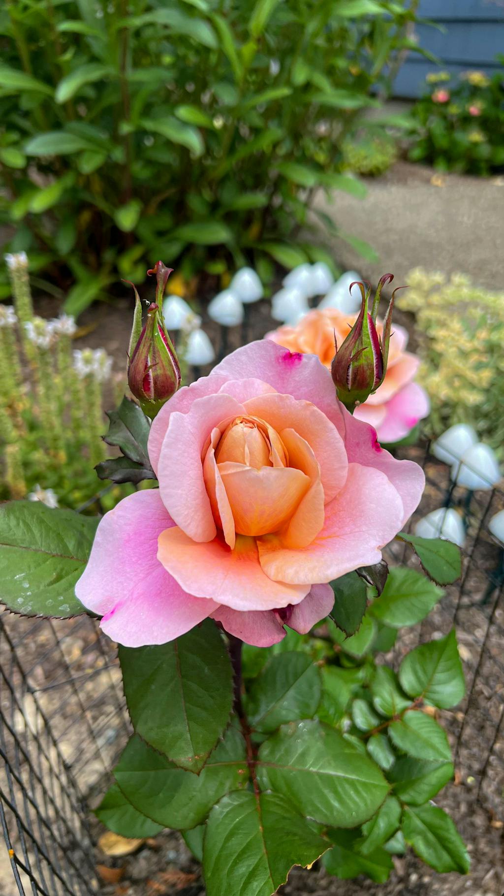 Distant Drums Rose - Hardy - Moderately Fragrant – Heirloom Roses
