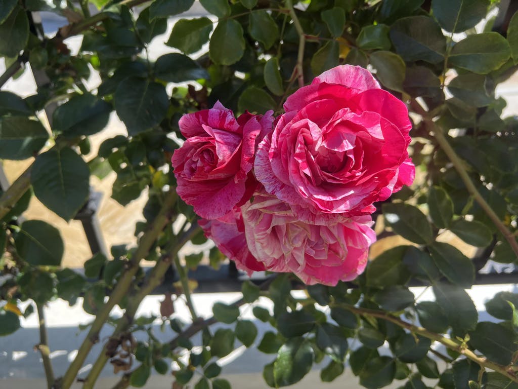 Raspberry Cream Twirl Rose - Climbing Roses - Lightly Fragrant ...