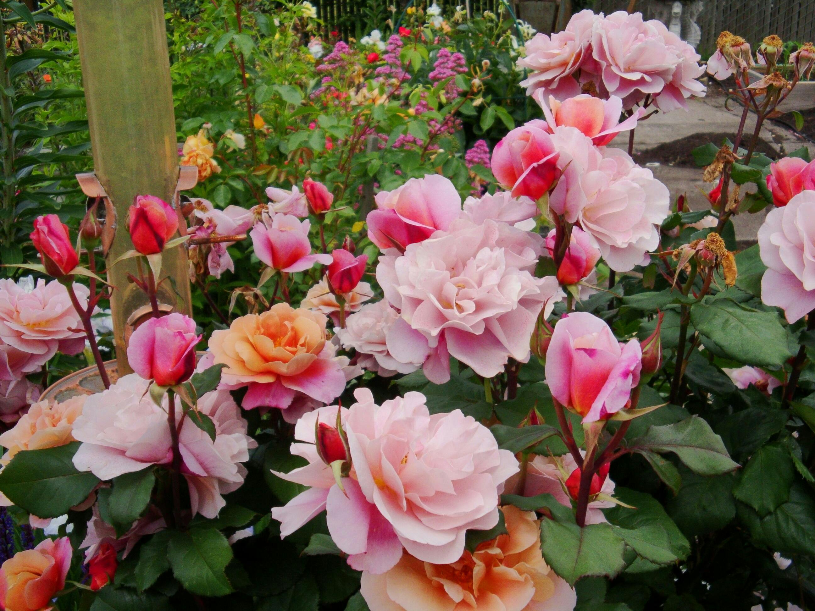 Distant Drums Rose - Hardy - Moderately Fragrant – Heirloom Roses