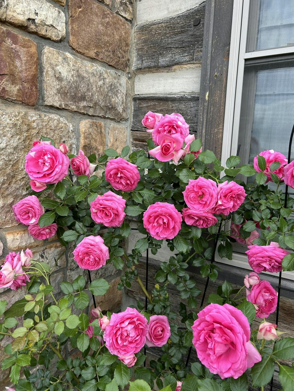 Pretty In Pink Eden Rose - Climbing Roses - Lightly Fragrant – Heirloom ...