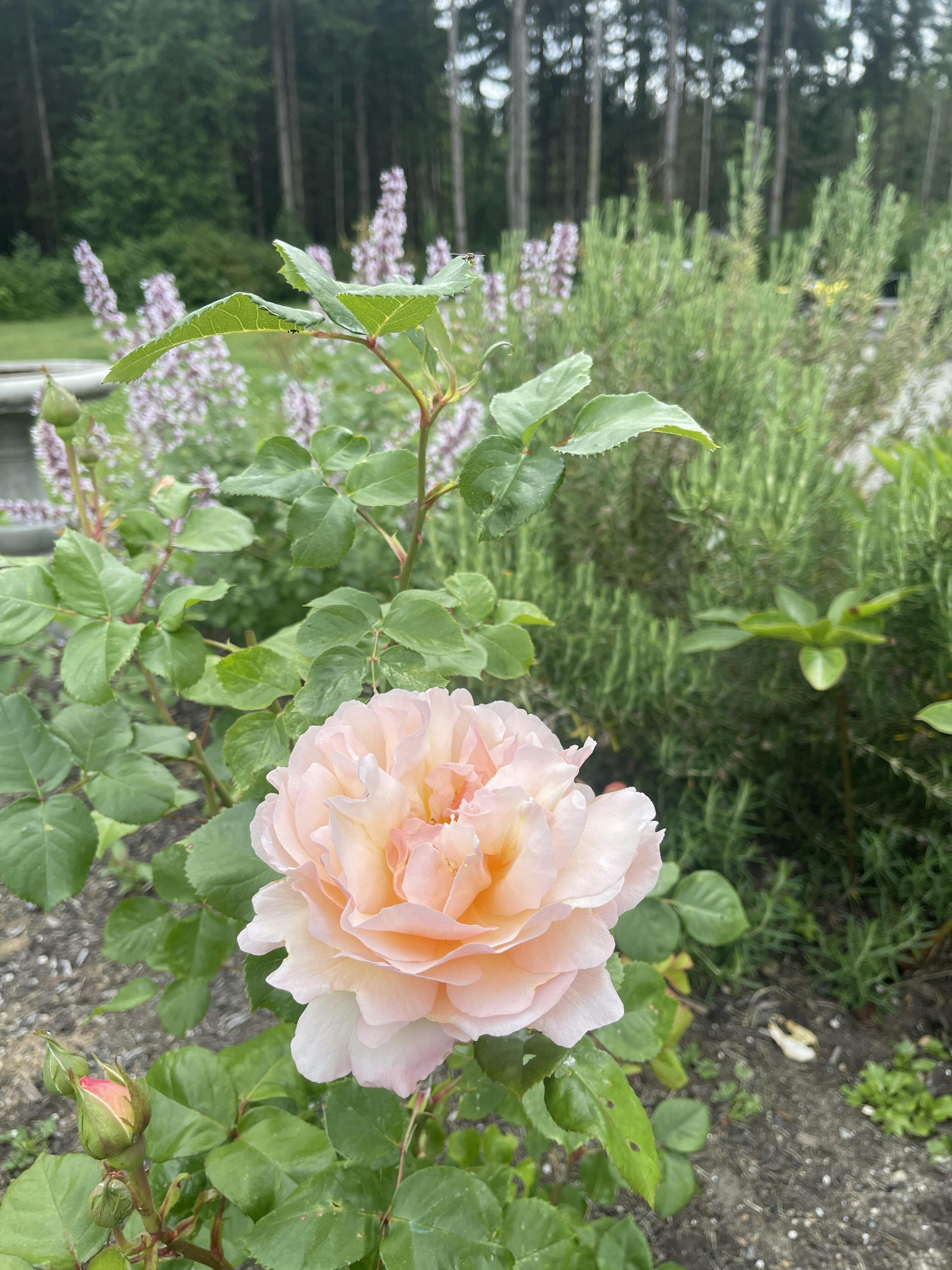 Princess Charlene de Monaco® – Heirloom Roses