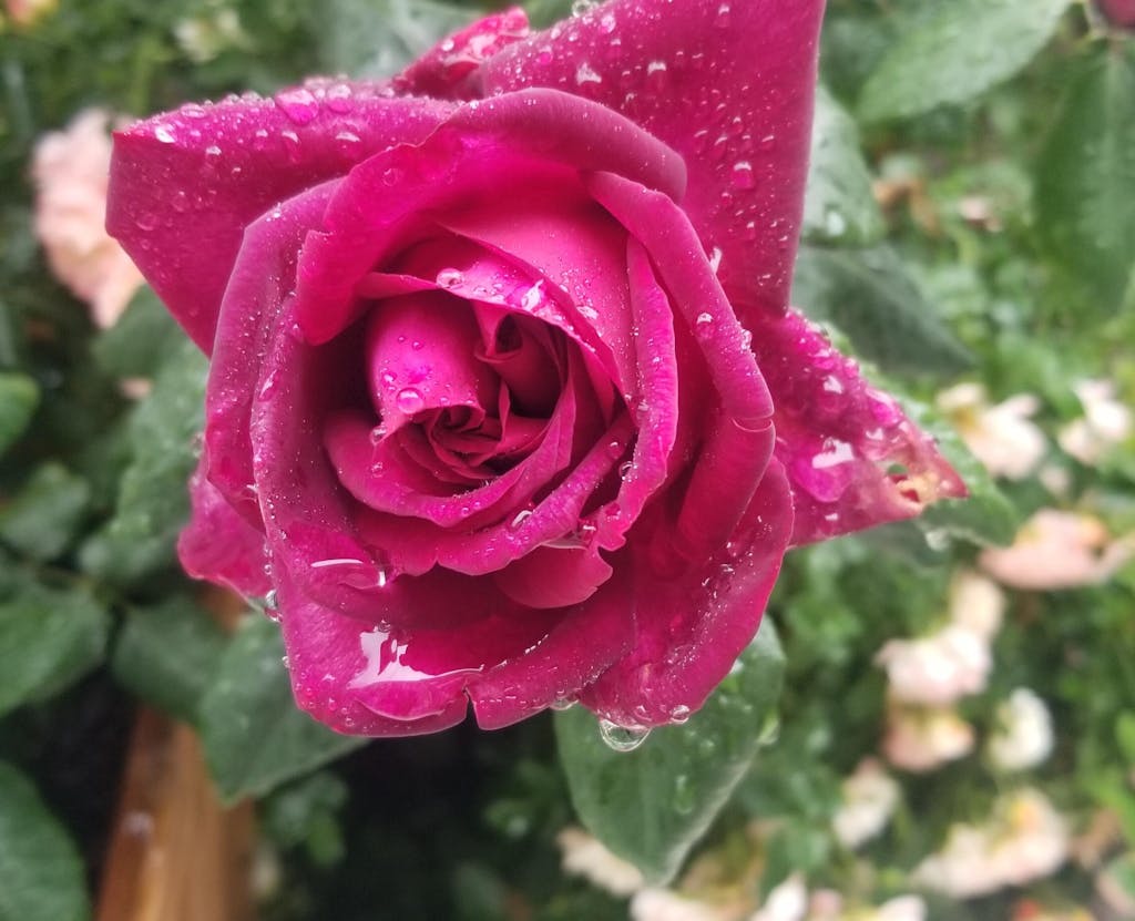 Dark Desire Rose - Grandiflora - Very Fragrant – Heirloom Roses