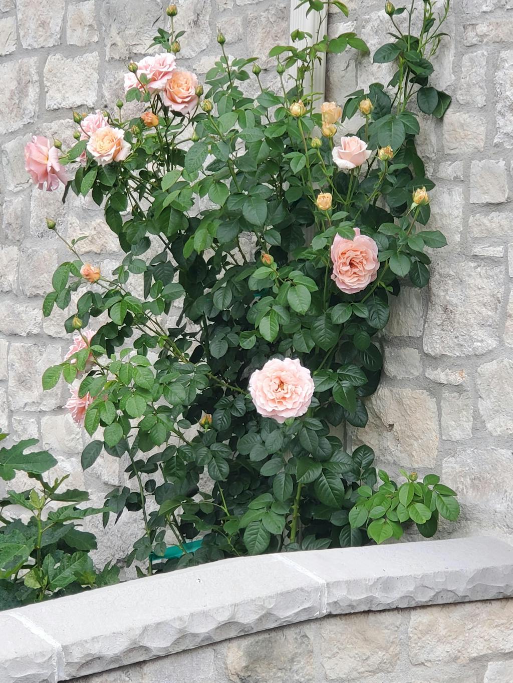 Polka Rose - Climbing Roses - Very Fragrant – Heirloom Roses