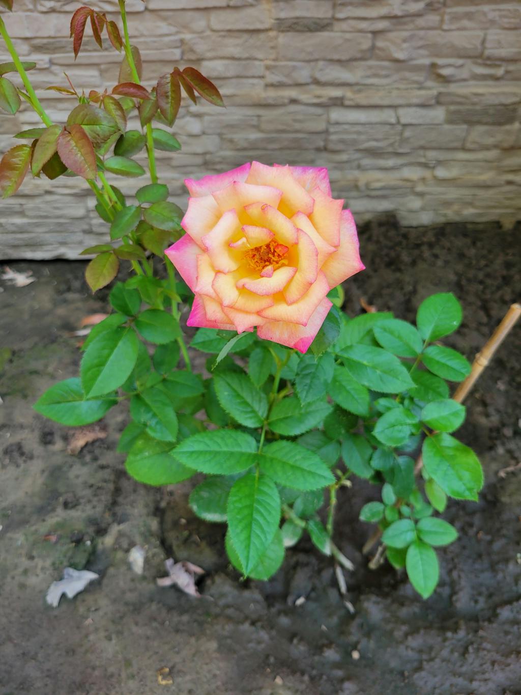 Sheila's Perfume Floribunda Rose | Fragrant Rose Plant – Heirloom Roses
