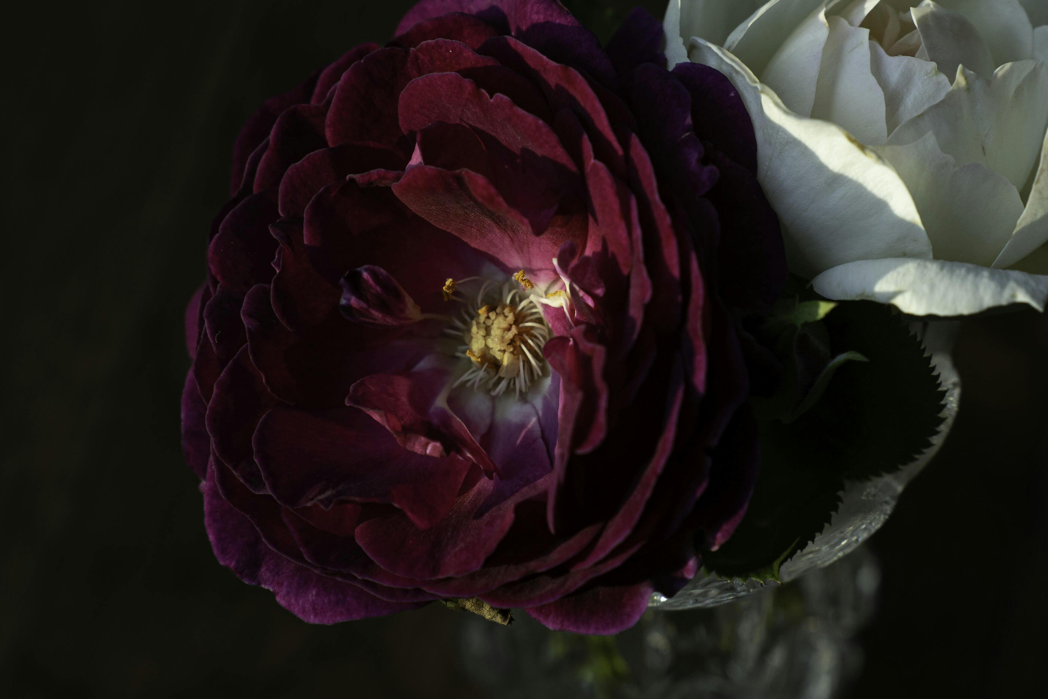 Twilight Zone Rose - Grandiflora - Very Fragrant – Heirloom Roses