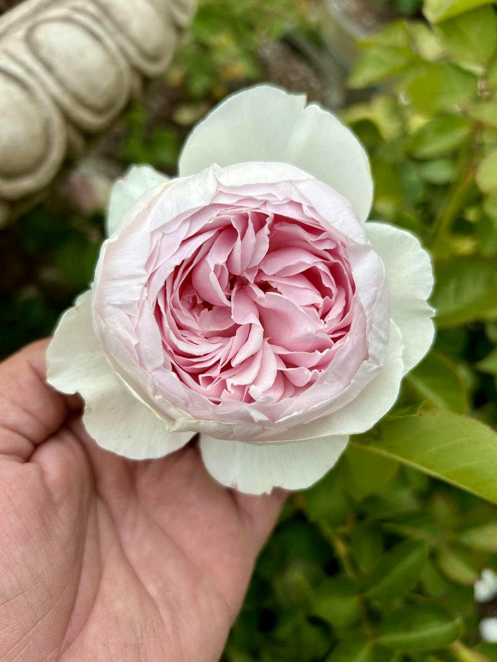 Earth Angel Rose - Floribunda - Exceptionally Fragrant – Heirloom Roses