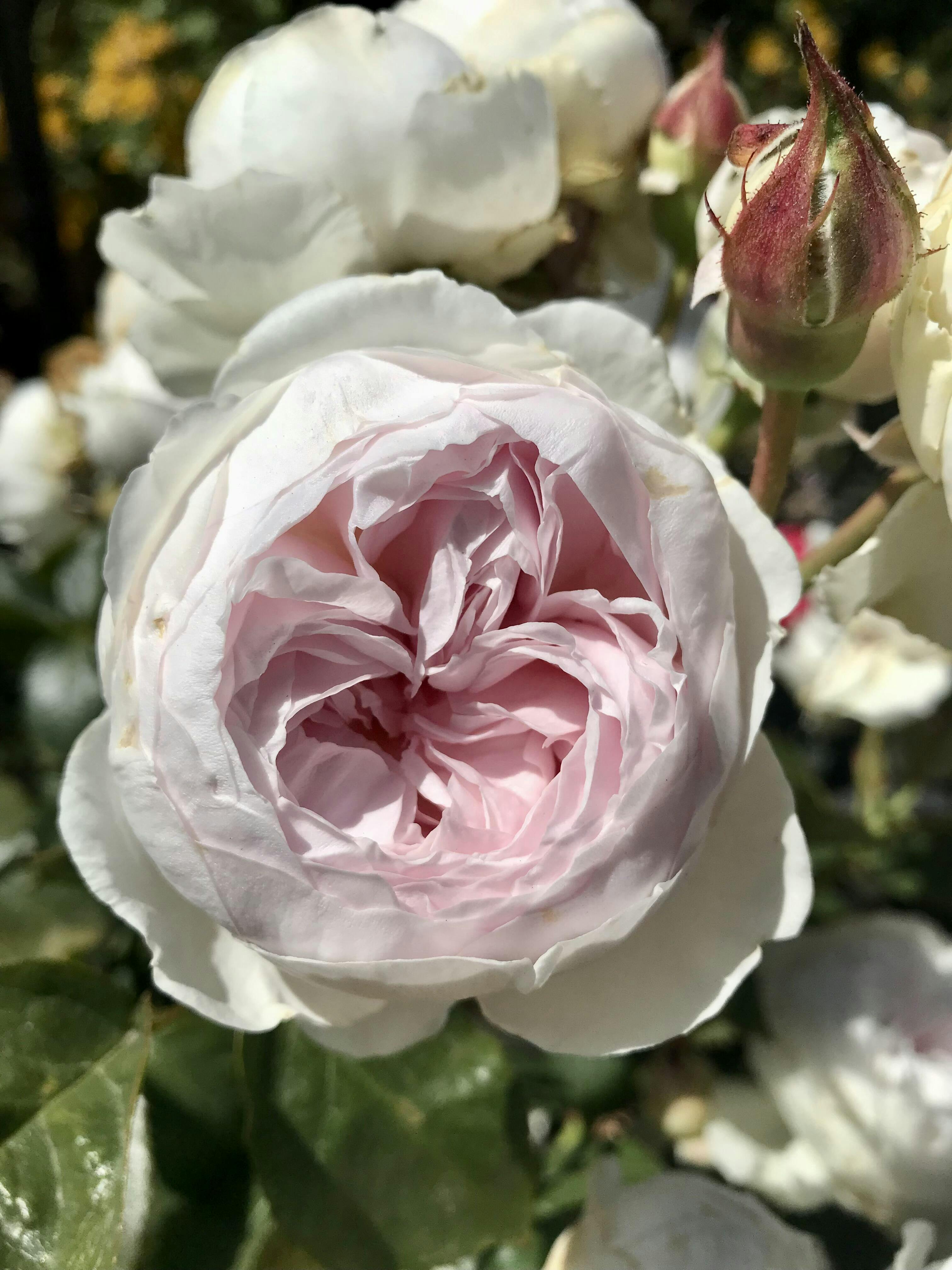 Earth Angel Rose - Floribunda - Exceptionally Fragrant – Heirloom Roses