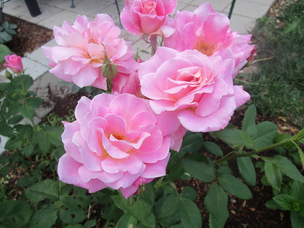 Pink Parfait Grandiflora Rose | Own Root Rose Plant – Heirloom Roses
