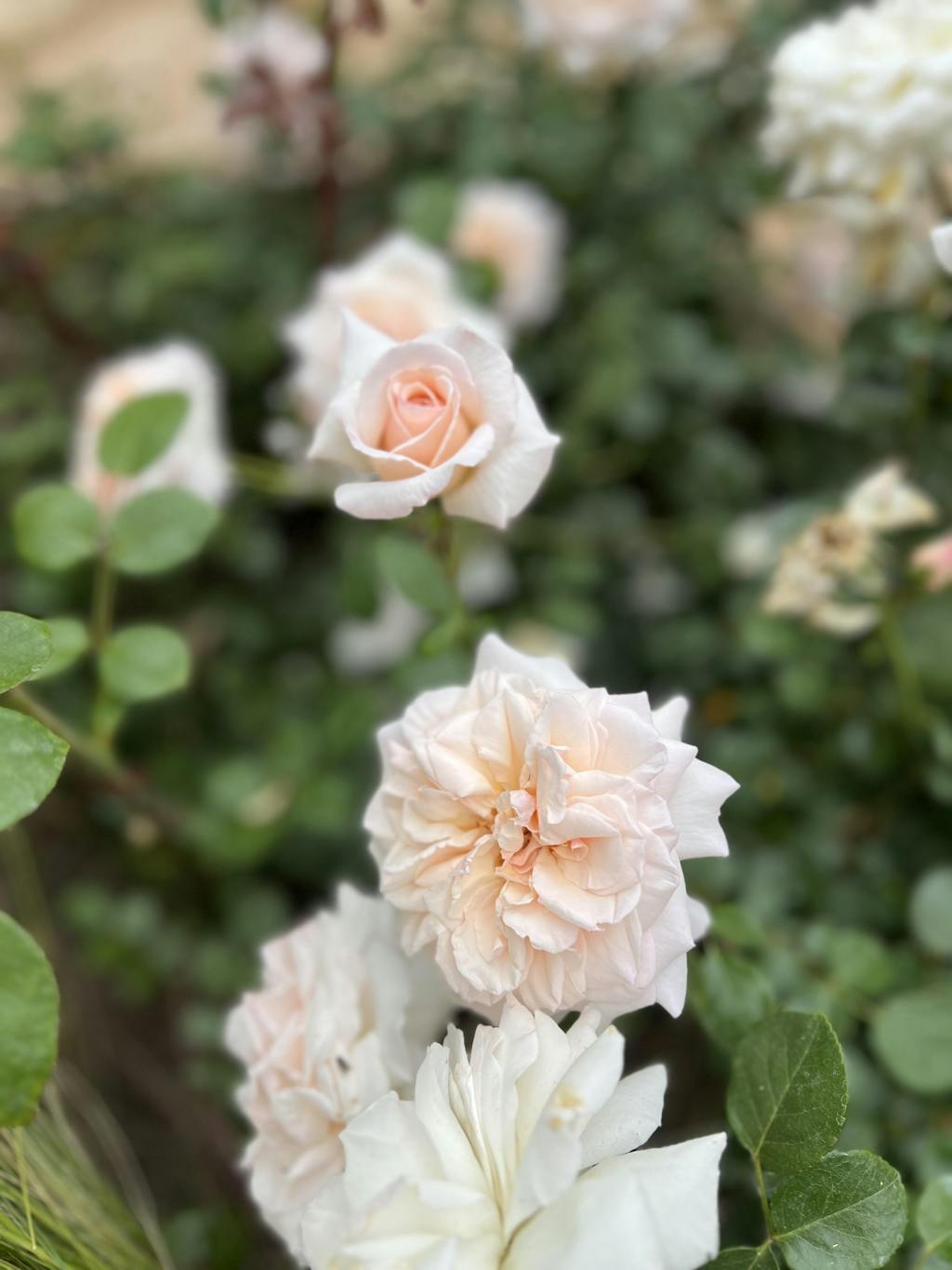 Penny Lane English Legend Rose | Apricot Rose Bush – Heirloom Roses