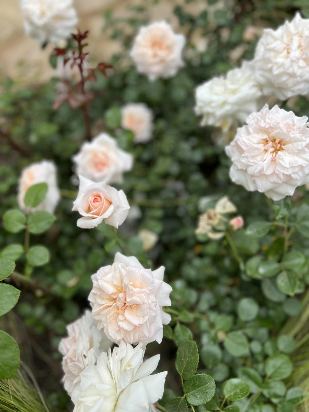 Penny Lane English Legend Rose | Apricot Rose Bush – Heirloom Roses