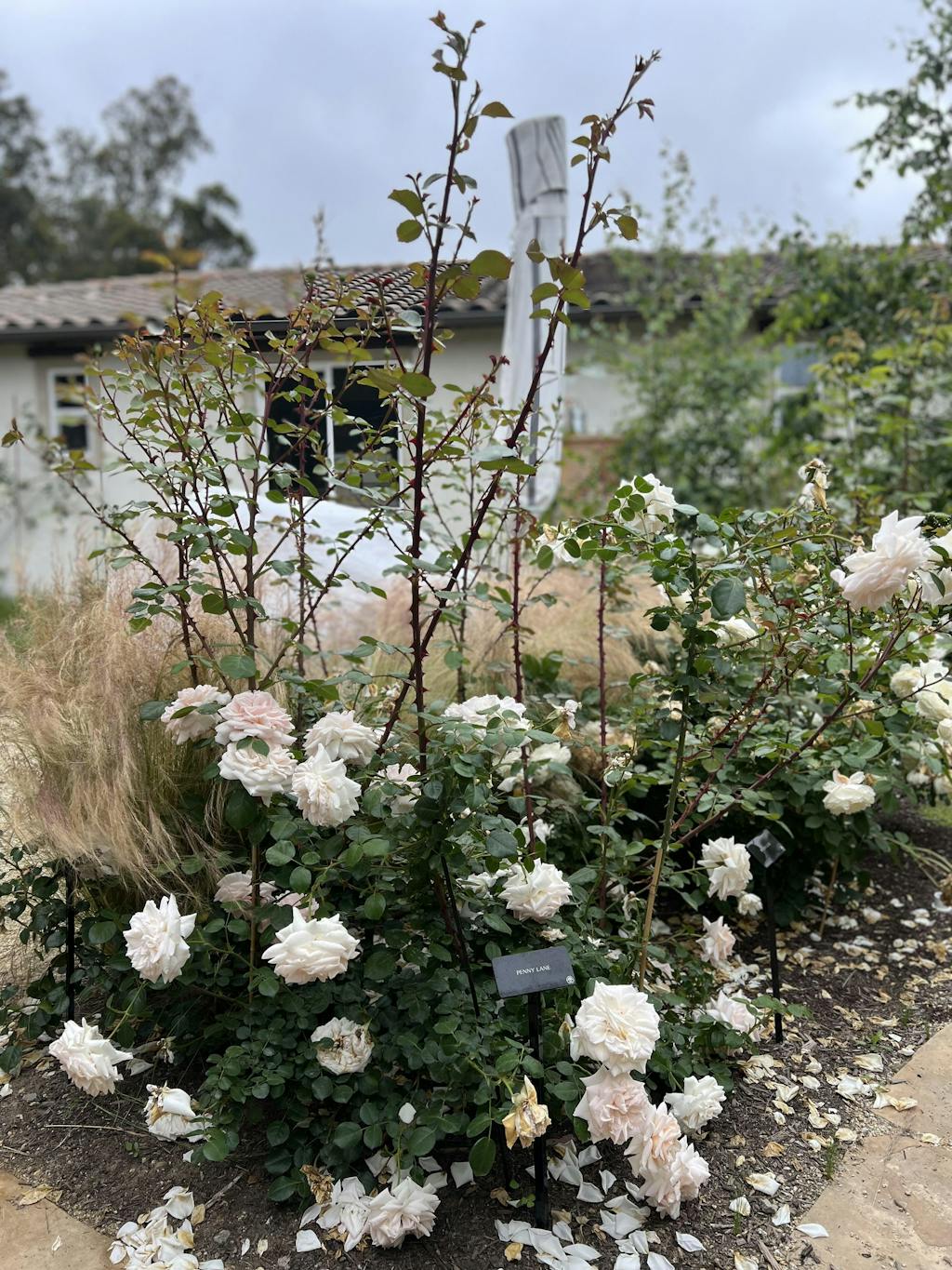 Penny Lane English Legend Rose | Apricot Rose Bush – Heirloom Roses