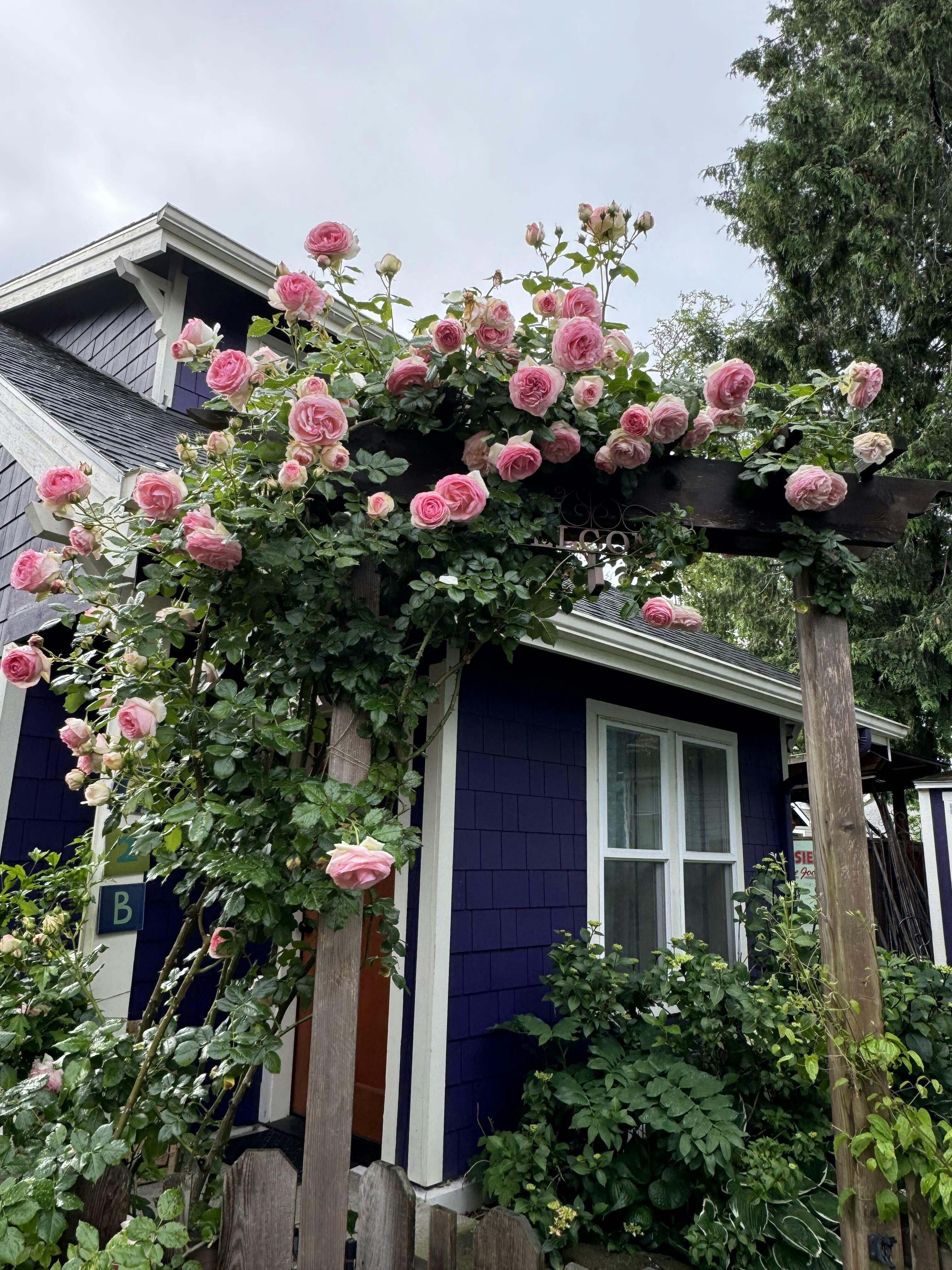 Eden Rose - Climbing Roses - Lightly Fragrant – Heirloom Roses