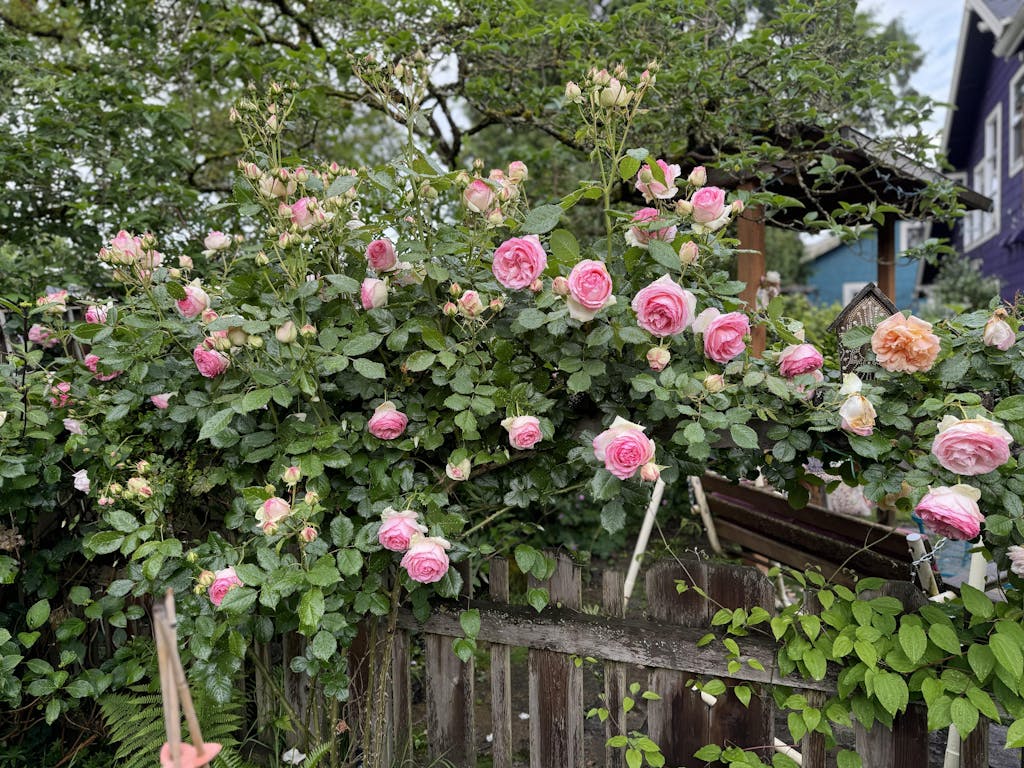 Eden Rose - Climbing Roses - Lightly Fragrant – Heirloom Roses
