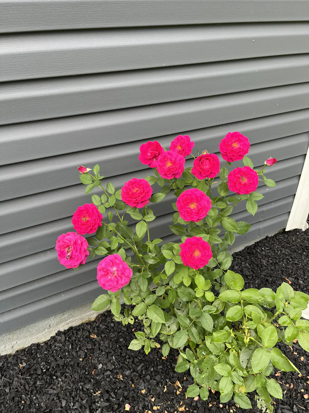 Princess Elise Rose - Shrub - Exceptionally Fragrant – Heirloom Roses