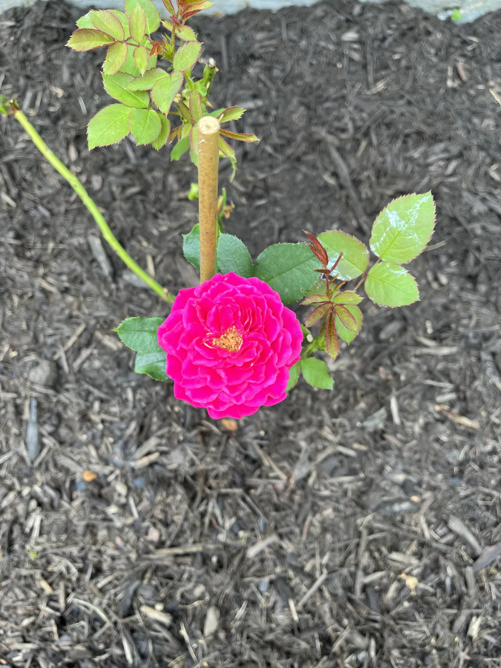 Princess Elise Rose - Shrub - Exceptionally Fragrant – Heirloom Roses