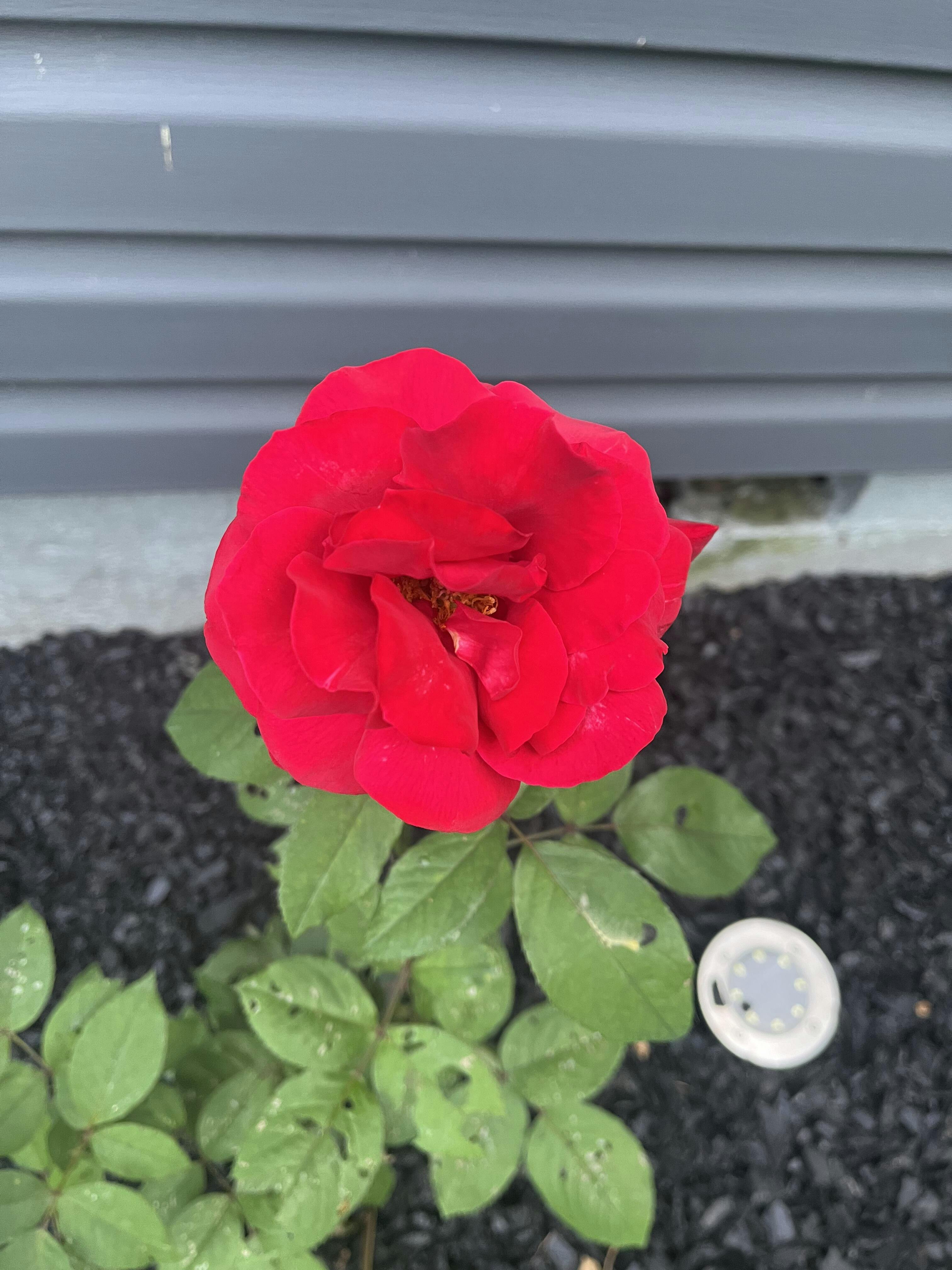 Mister Lincoln Rose - Hybrid Tea - Exceptionally Fragrant – Heirloom Roses