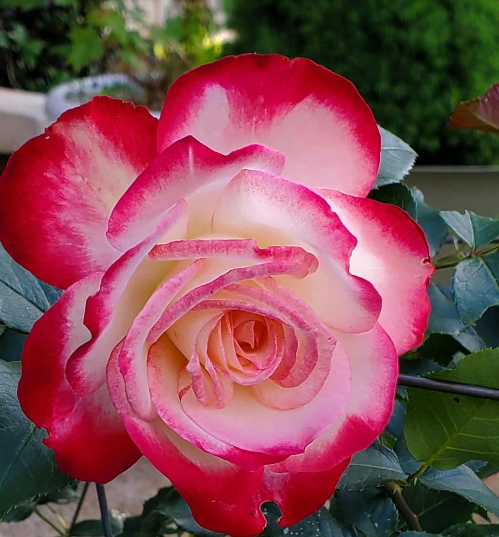 Cherry Parfait Rose - Grandiflora - Lightly Fragrant – Heirloom Roses