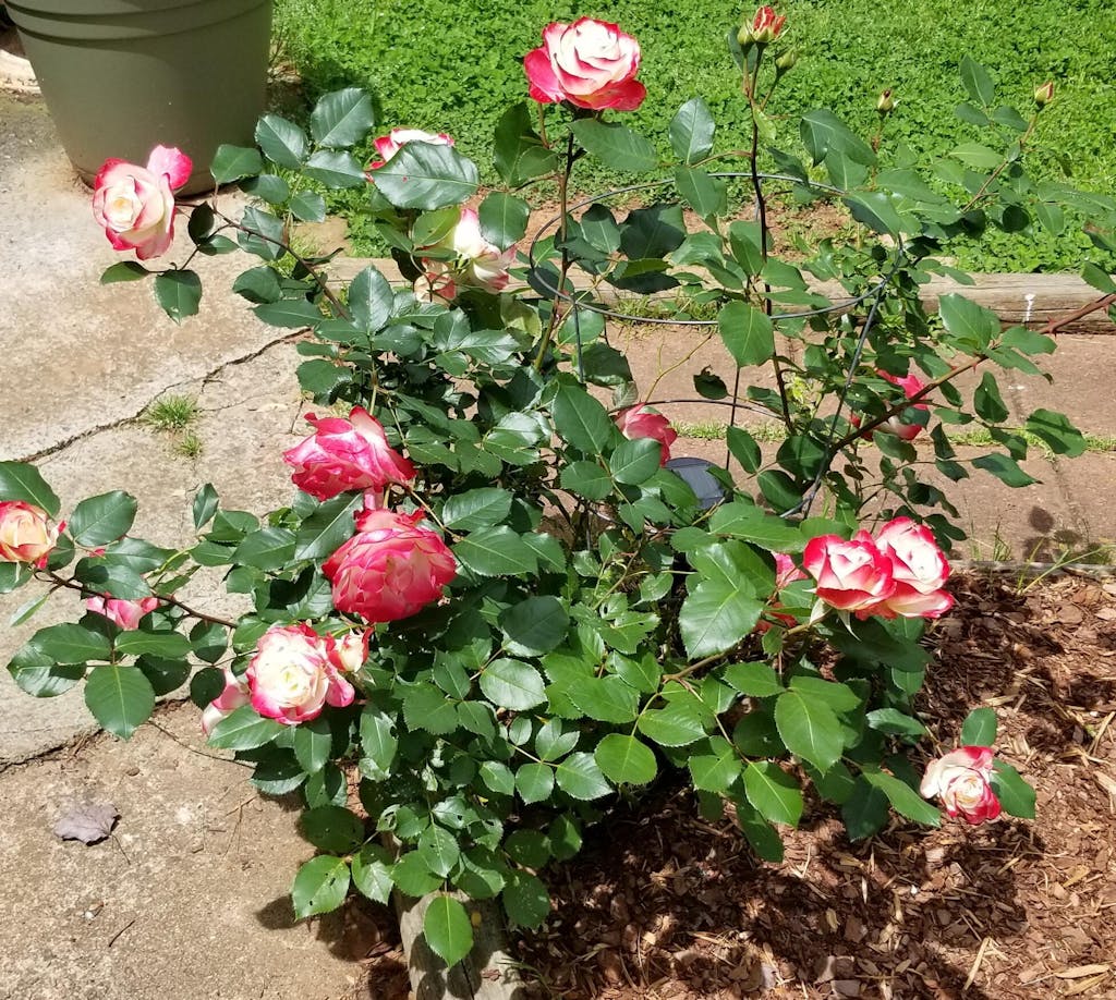 Cherry Parfait Rose - Grandiflora - Lightly Fragrant – Heirloom Roses