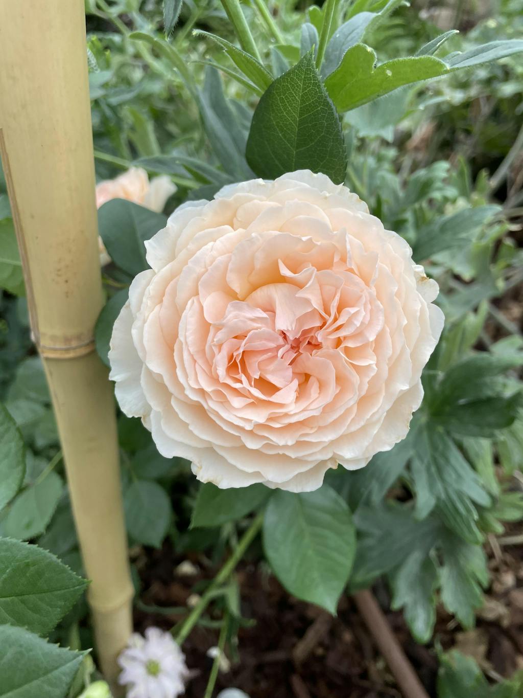 Parfuma Bliss Floribunda Rose |Pink Rose Bush – Heirloom Roses