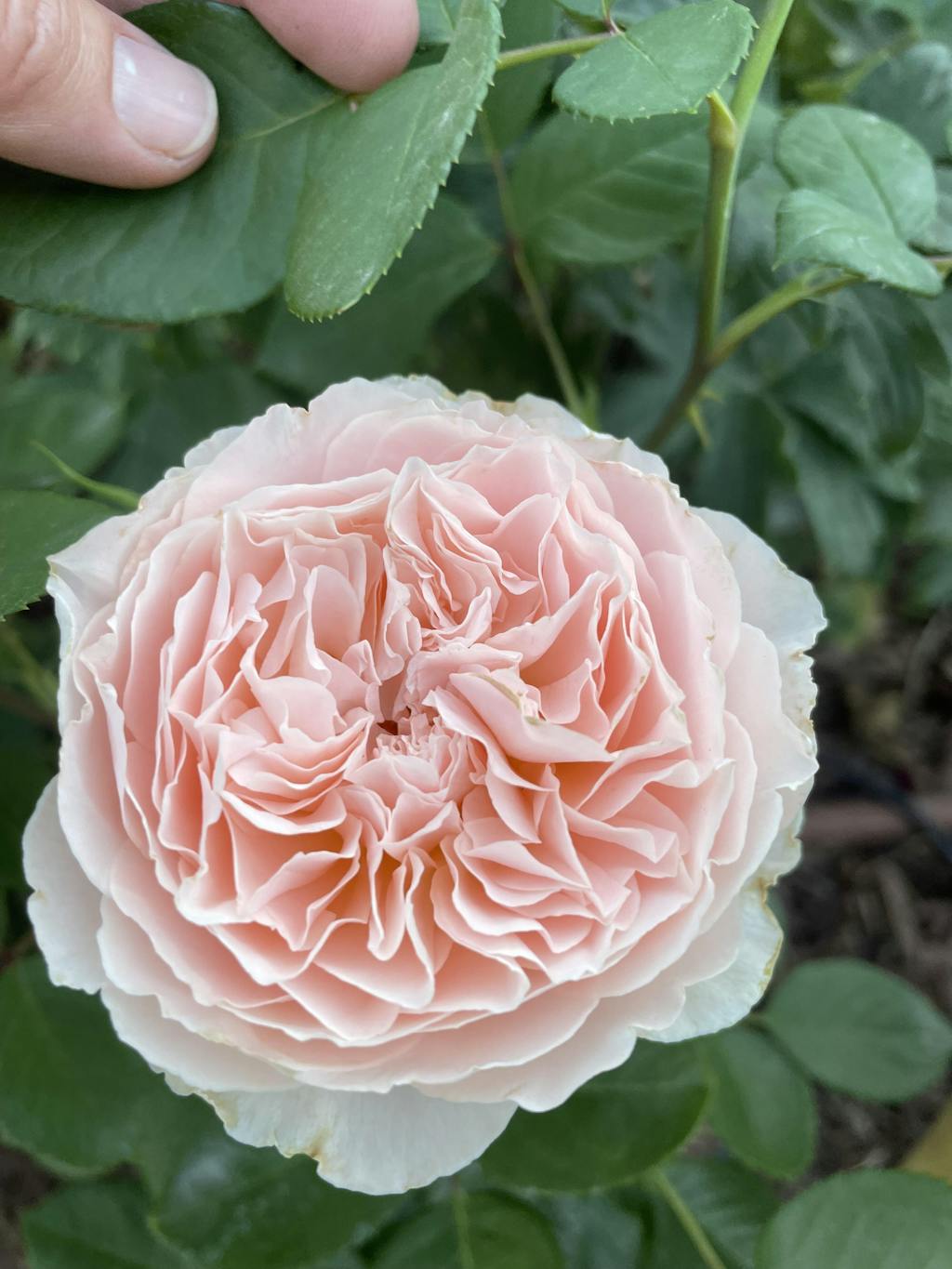 Parfuma Bliss Floribunda Rose |Pink Rose Bush – Heirloom Roses