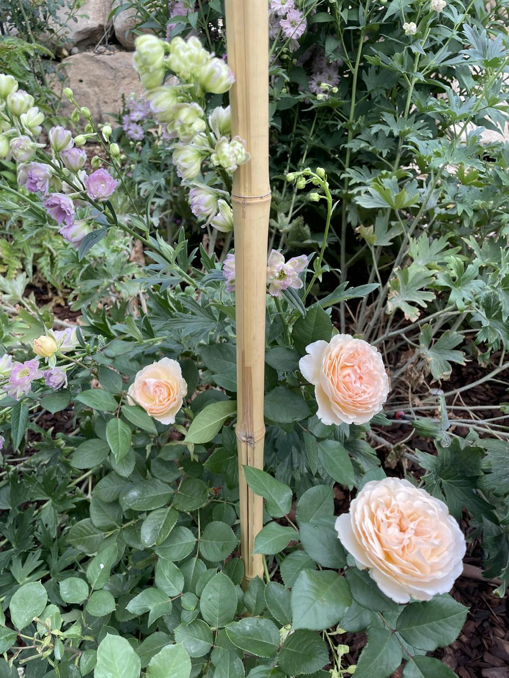 Parfuma Bliss Floribunda Rose |Pink Rose Bush – Heirloom Roses