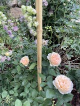 Bliss Rose - Floribunda - Lightly Fragrant – Heirloom Roses