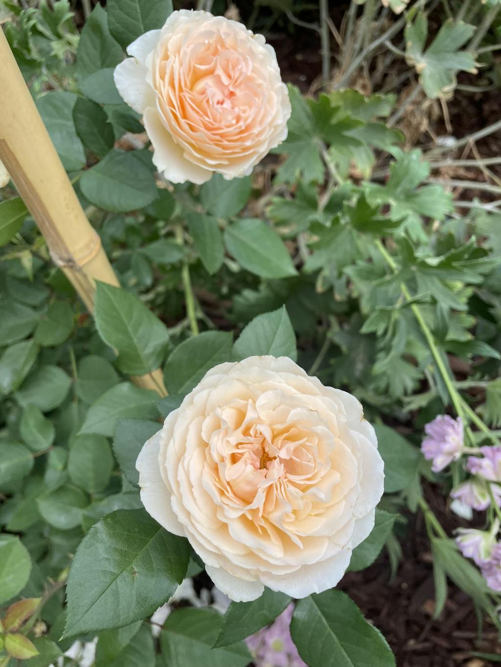 Parfuma Bliss Floribunda Rose |Pink Rose Bush – Heirloom Roses