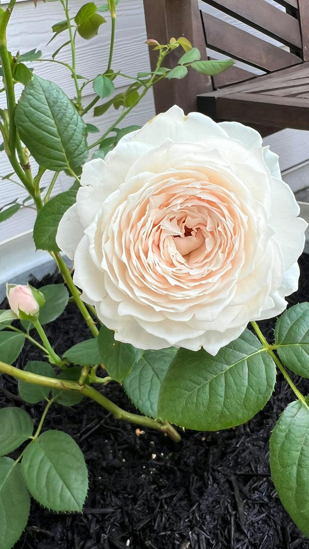 Earth Angel Rose - Floribunda - Exceptionally Fragrant – Heirloom Roses