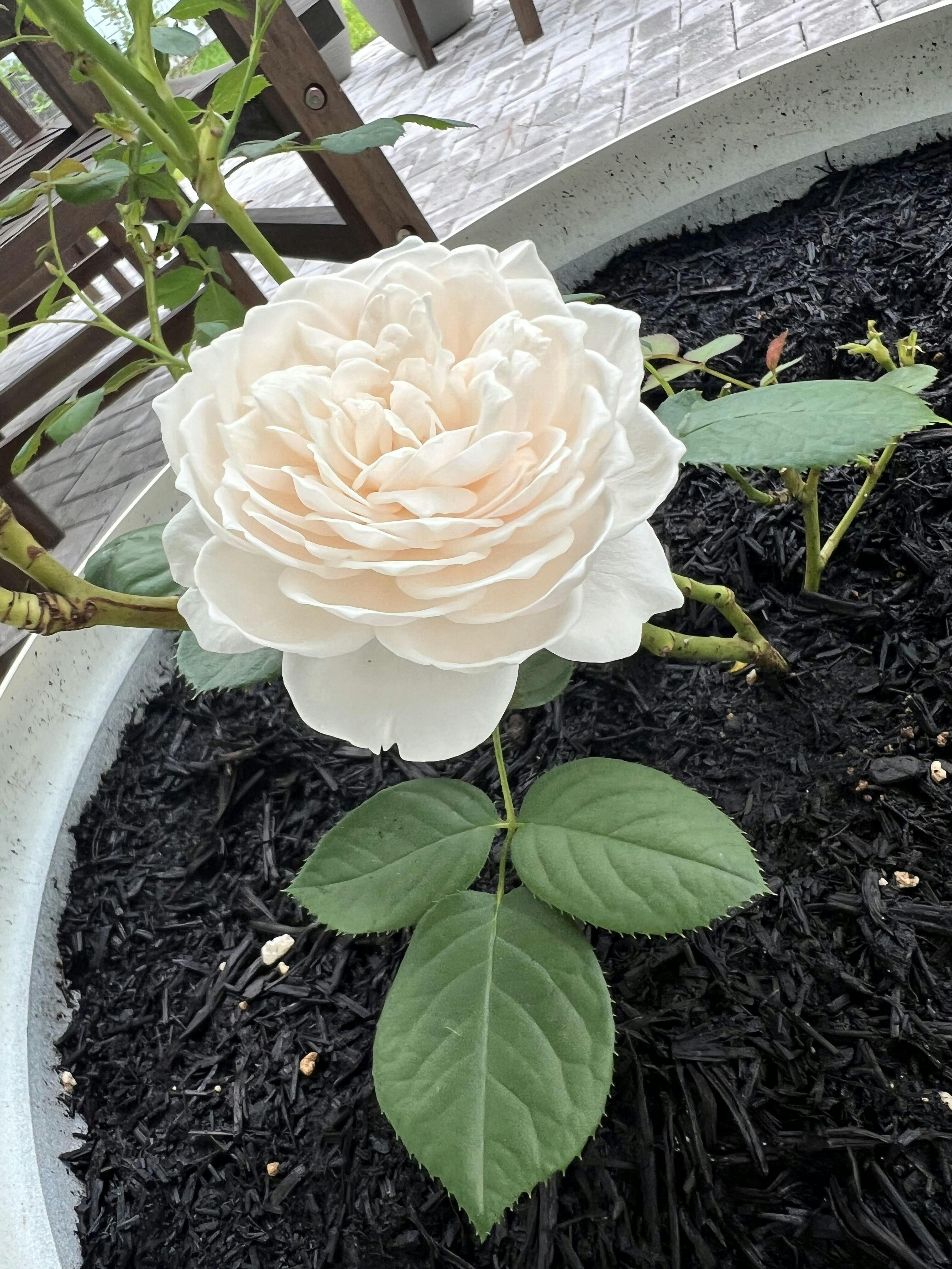Earth Angel Rose - Floribunda - Exceptionally Fragrant – Heirloom Roses