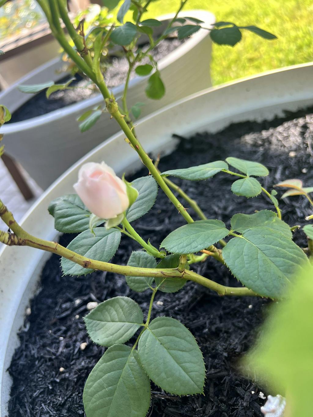 Earth Angel Rose - Floribunda - Exceptionally Fragrant – Heirloom Roses