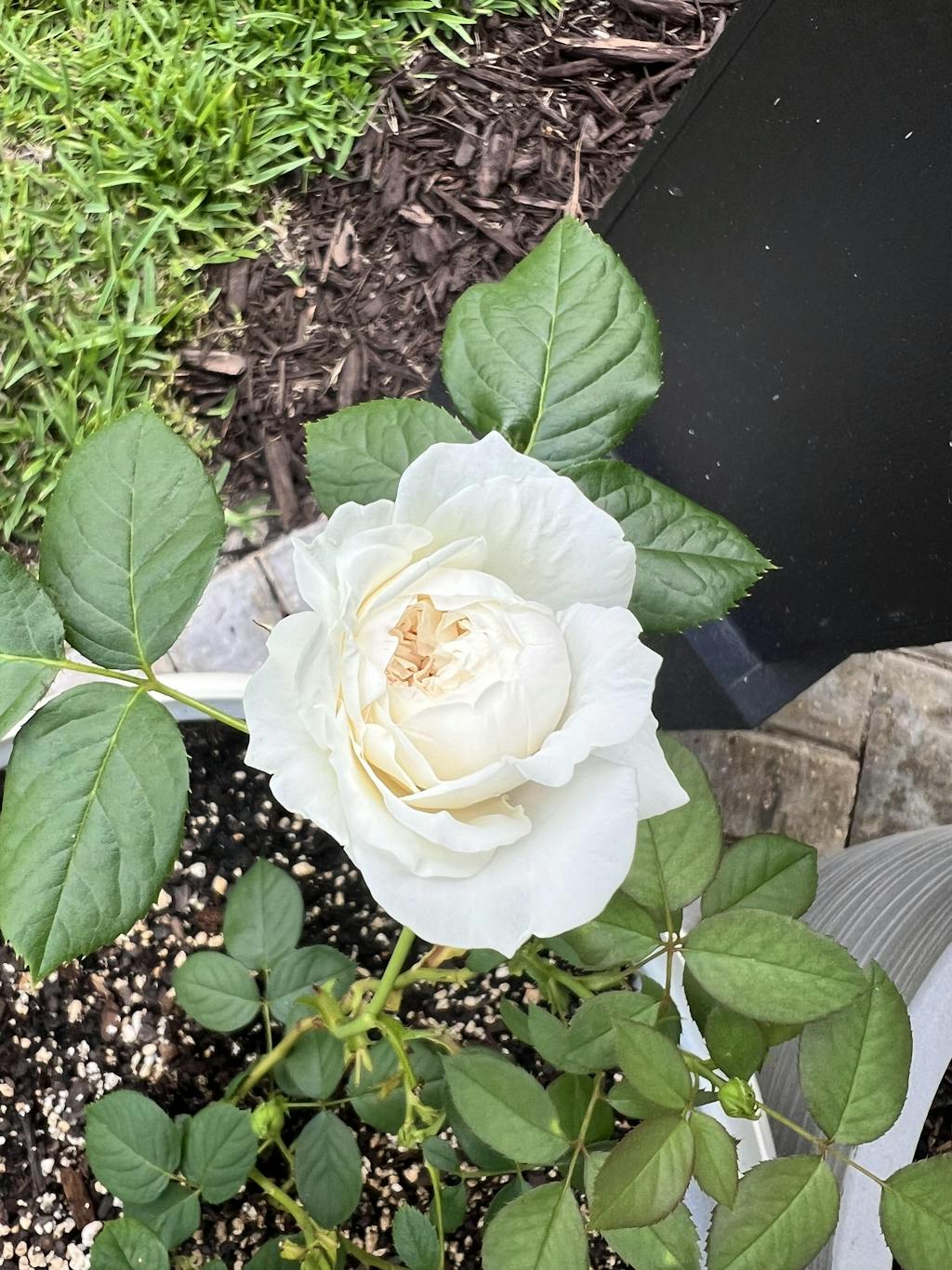 Earth Angel Rose - Floribunda - Exceptionally Fragrant – Heirloom Roses