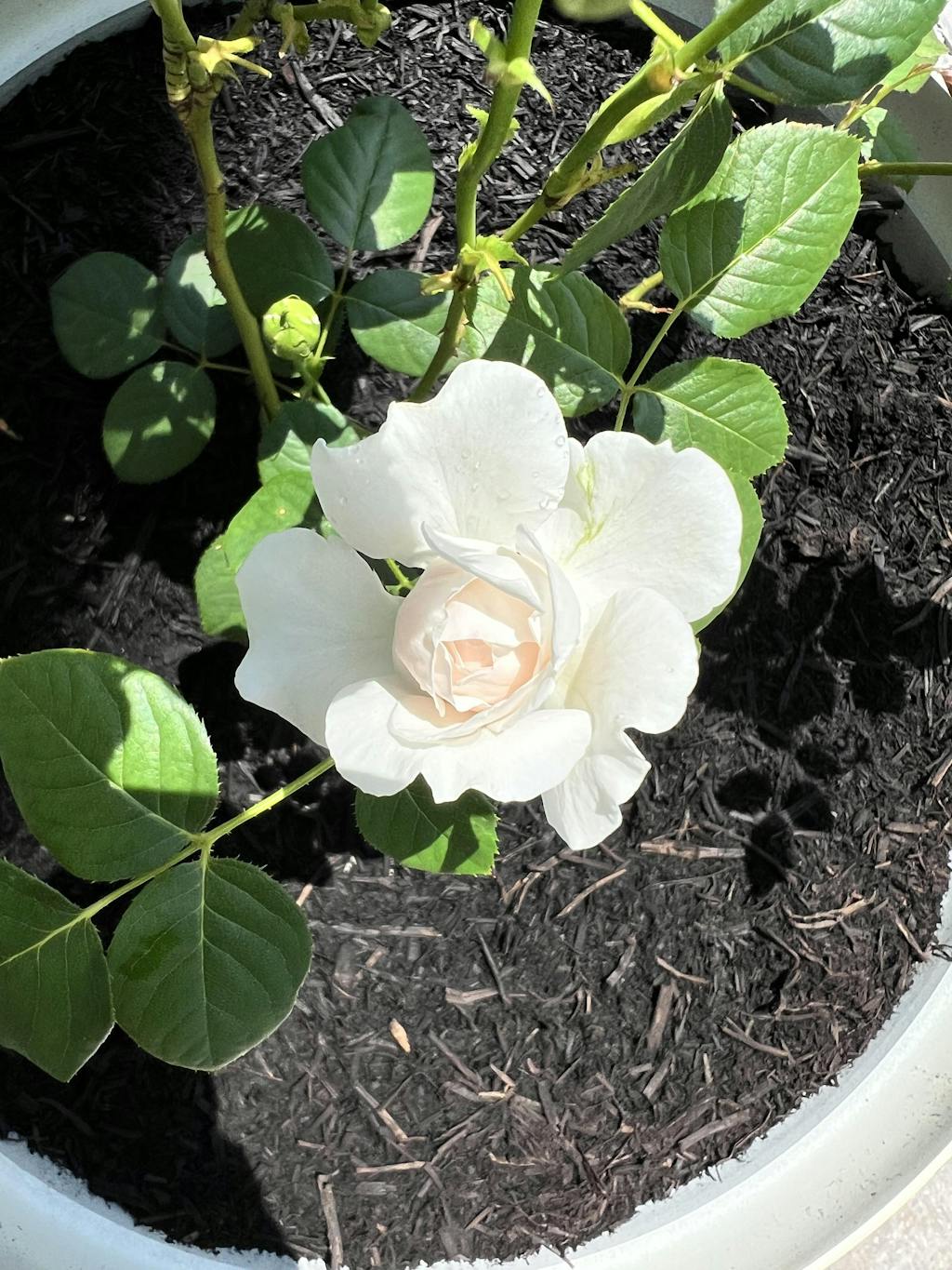 Earth Angel Rose - Floribunda - Exceptionally Fragrant – Heirloom Roses