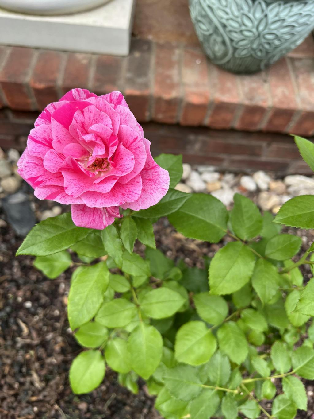 Parade Day™ | Pink Grandiflora Rose Bush – Heirloom Roses