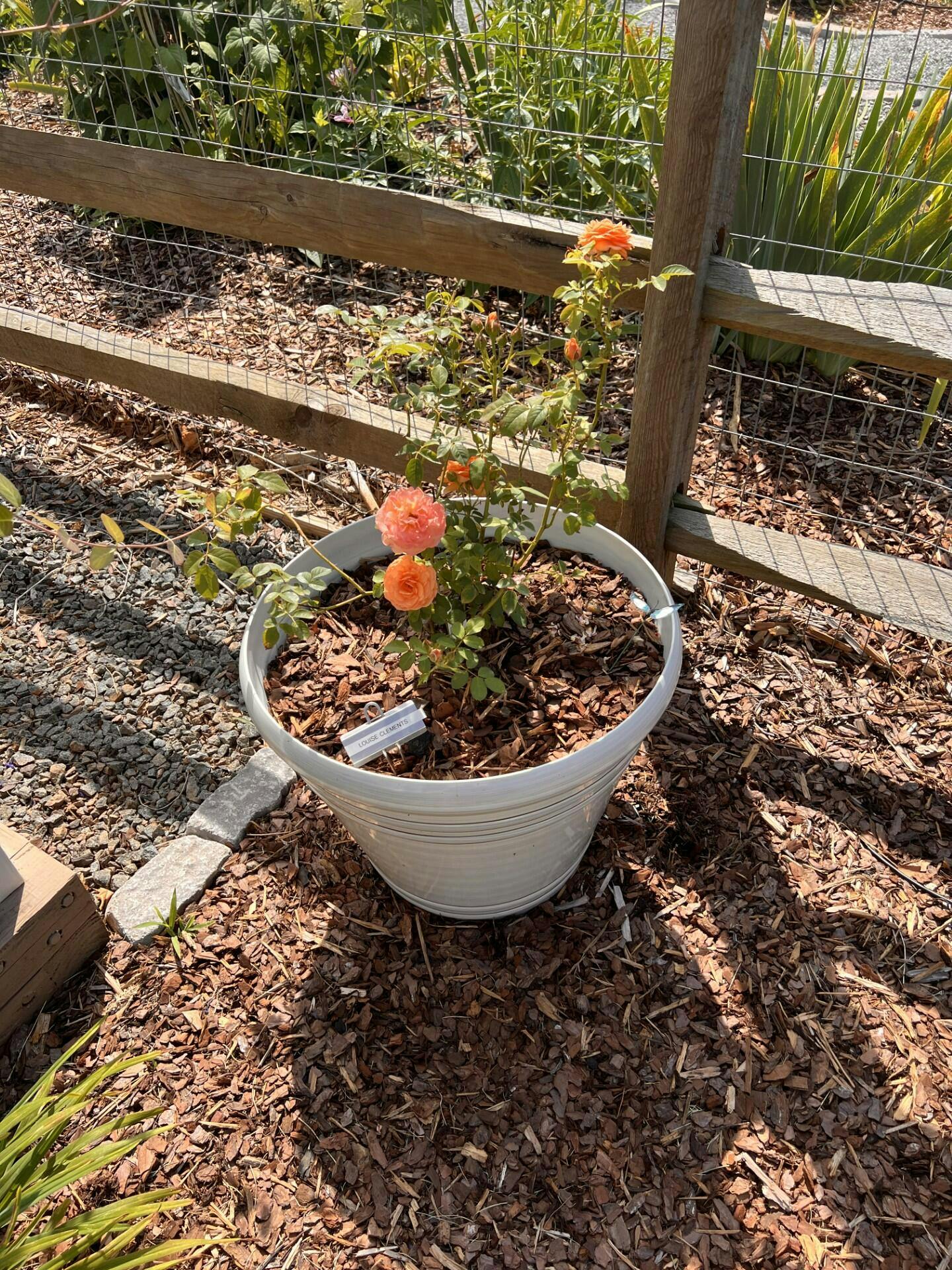 Louise Clements Rose - Shrub - Very Fragrant – Heirloom Roses