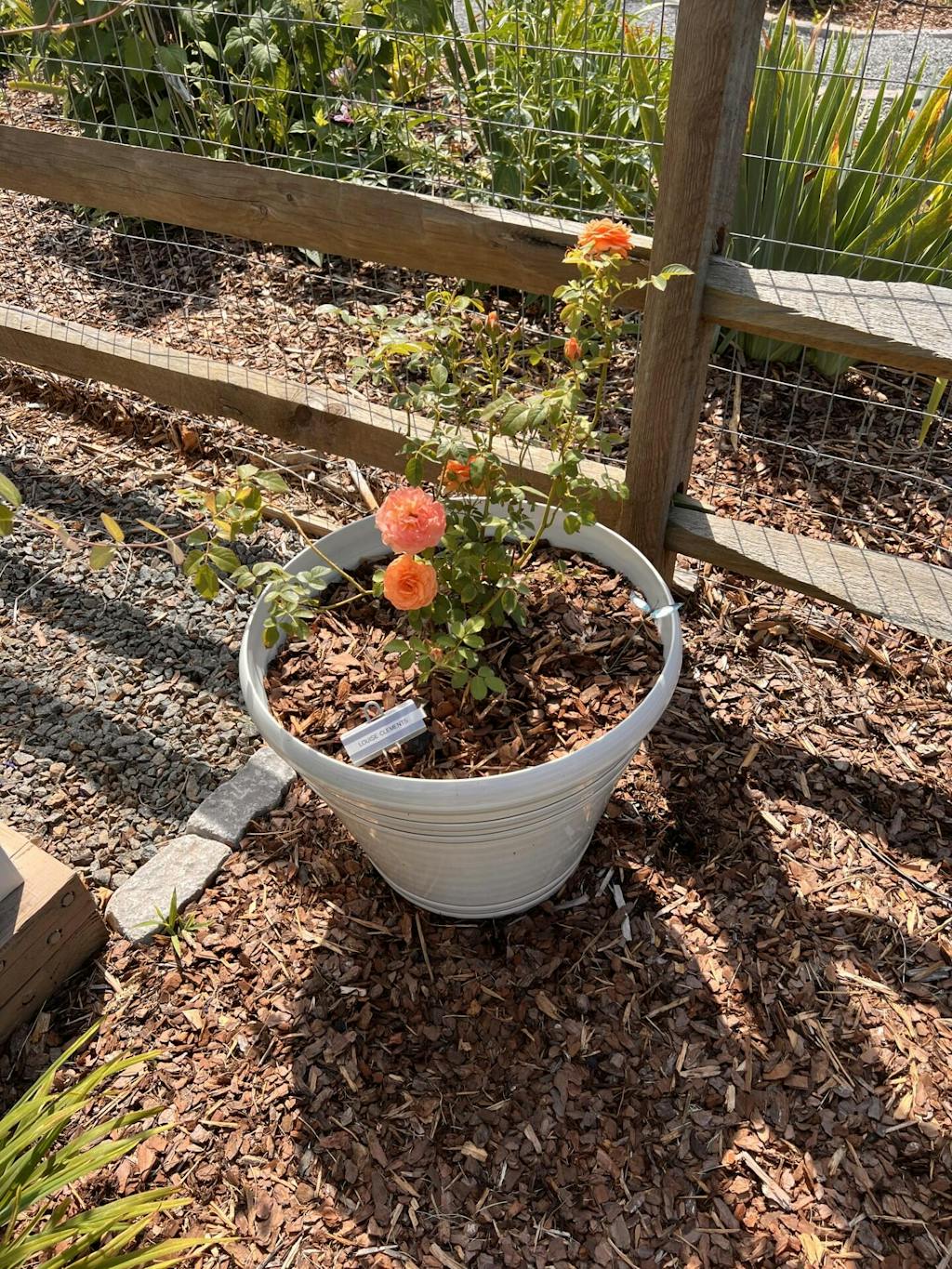 Louise Clements Rose - Shrub - Very Fragrant – Heirloom Roses