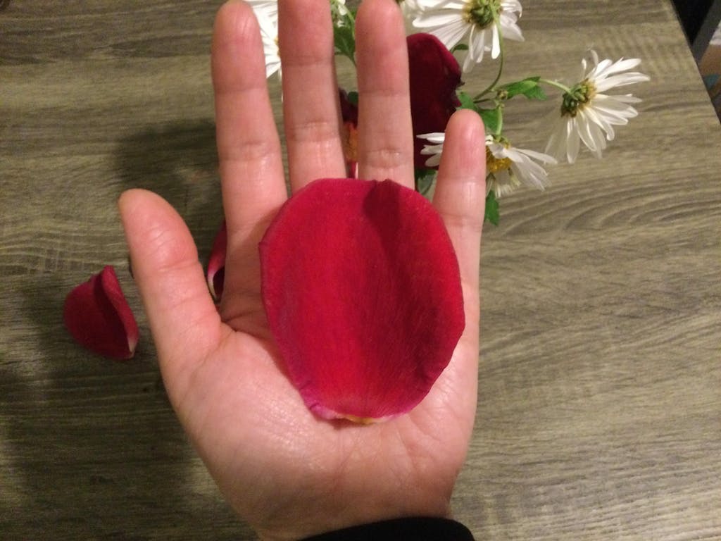 Madame Delbard Hybrid Tea Rose | Red Rose Plant – Heirloom Roses