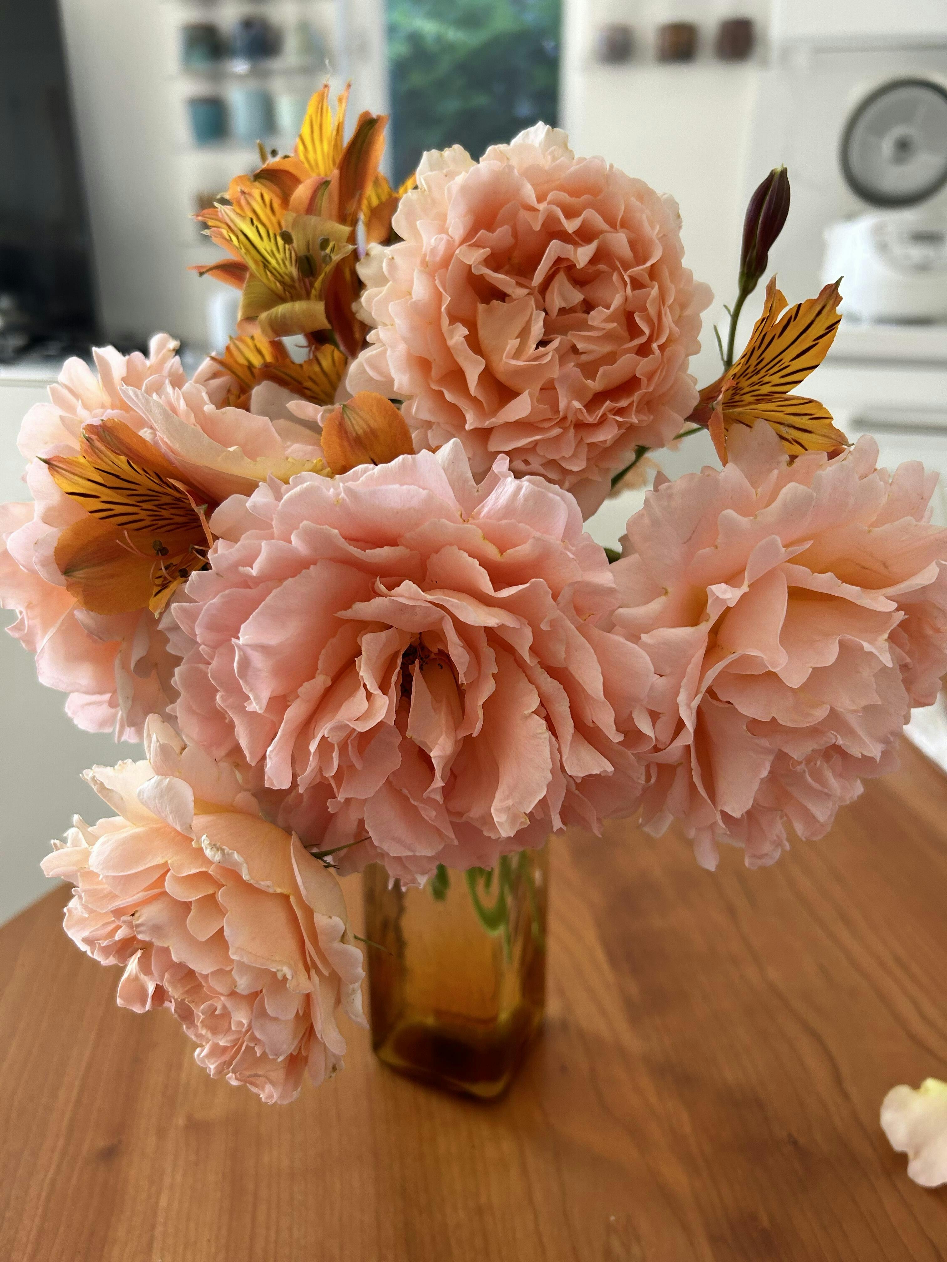 Polka Rose - Climbing Roses - Very Fragrant – Heirloom Roses