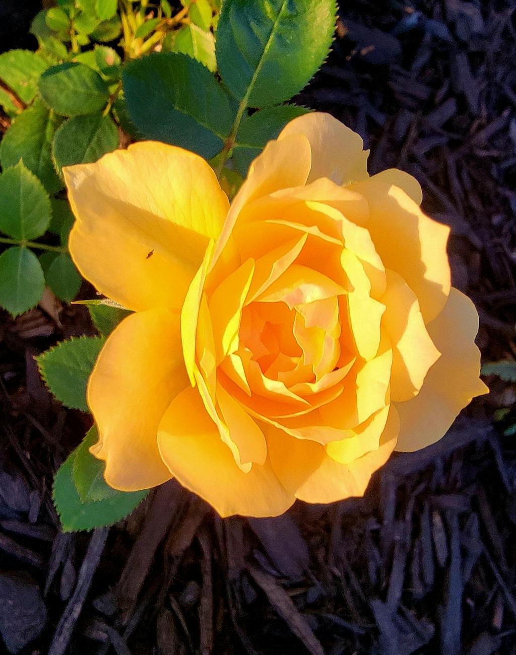 Edith's Darling™ | Apricot Shrub Rose Bush – Heirloom Roses